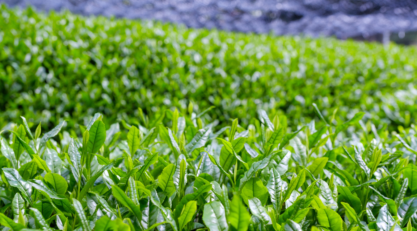 SHINCHA – Odaya Tea