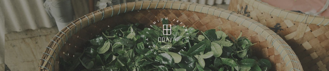 About ODAYA – Odaya Tea