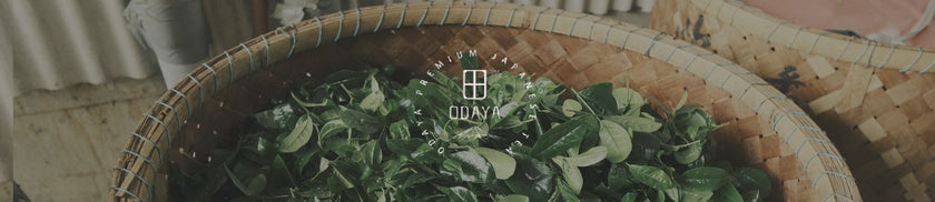 About ODAYA – Odaya Tea